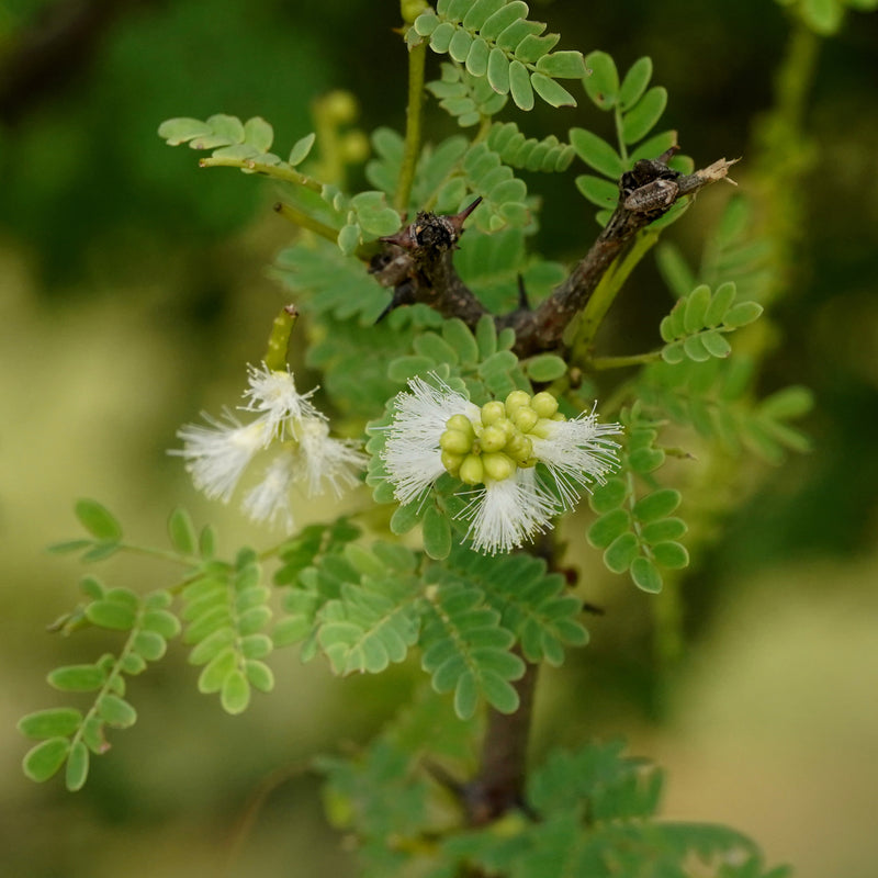 Acacia senegal (Gum Acacia) Gum – cultivators-b2b-new