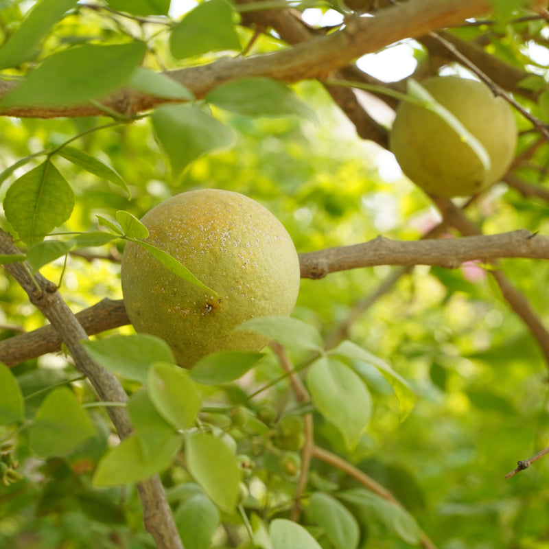 Aegle marmelos (Bael ) Fruits – cultivators-b2b-new